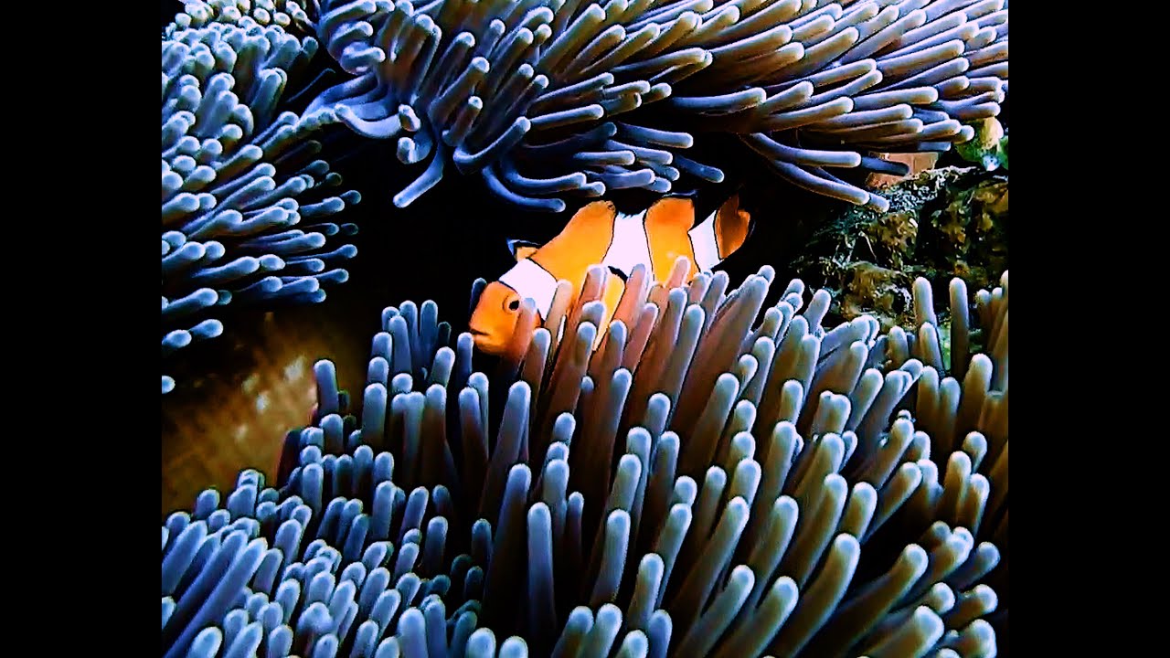 Bali Tulamben / Matahari House Reef / Anemone City / English ...