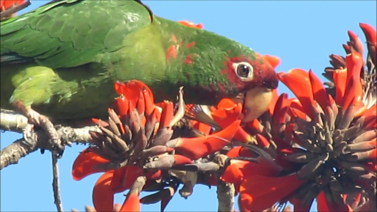 Parrots and the Bees - YouTube