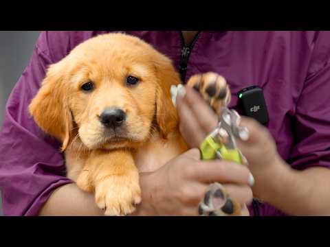 This Puppy Made My Job Impossible