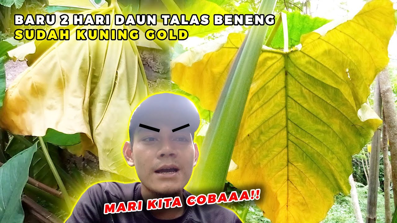 TEKNIK TEPAT UNTUK MENGHASILKAN DAUN TALAS BENENG KUNING GOLD - YouTube