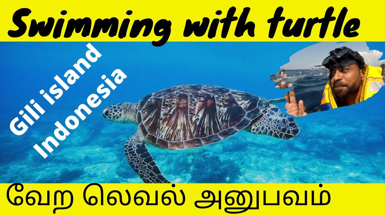 Wonderful Indonesia | Snorkel with turtle | Gili islands | Bali | # ...