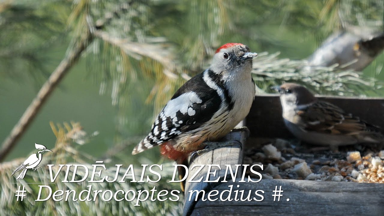 Putni / Birds : VIDĒJAIS DZENIS /Dendroceptes medius/. Middle spotted ...