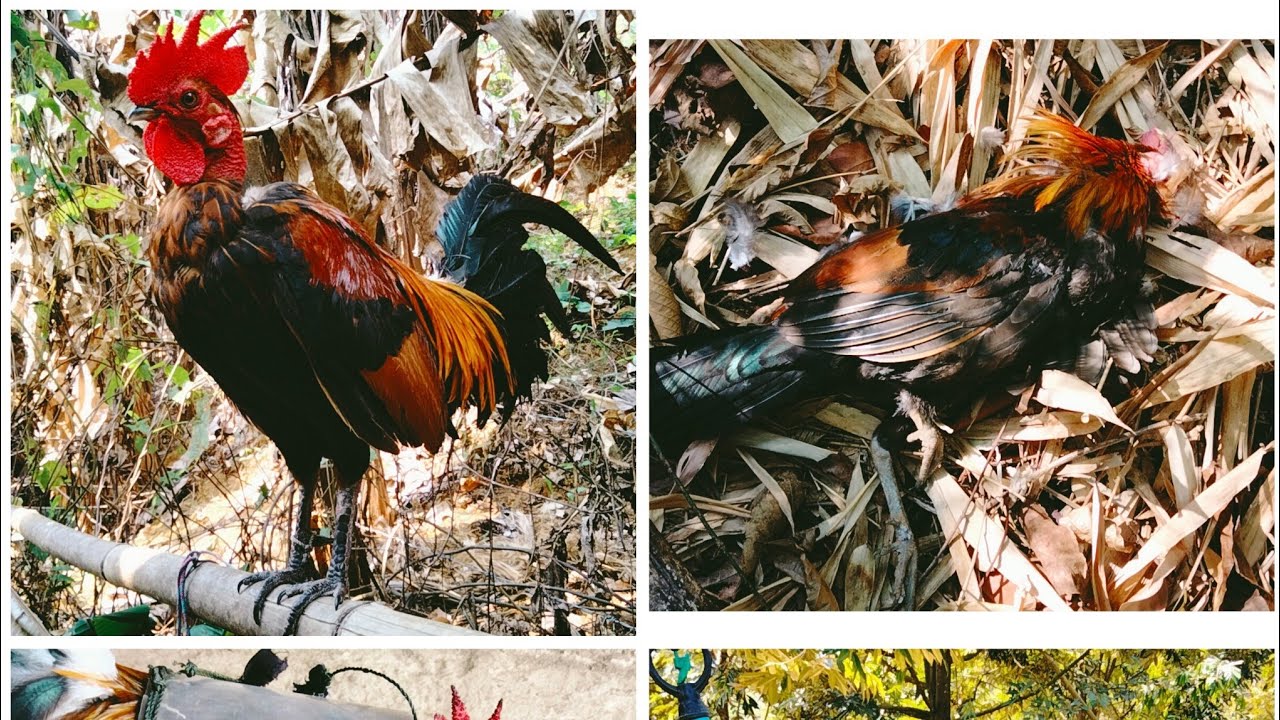 Tus qaib do dab no dib tuaj zoo kawg/24/3/2025 - YouTube