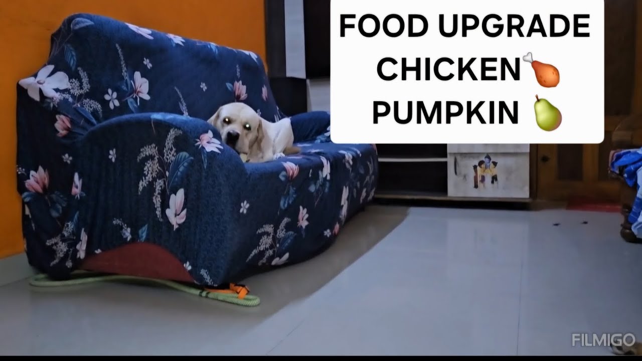 CHICKEN🍗FOOD ROMBA TASTE AH IRUKU😋YUMMY...N AND D CHICKEN FOOD #SIMBA🐶# ...