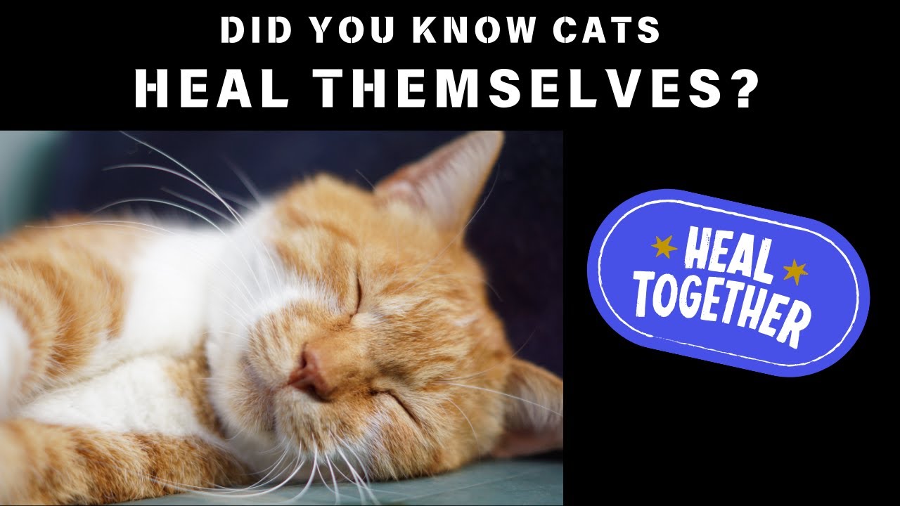 Did You Know Cats Can Heal Themselves by Purring? | The Secret to Their ...