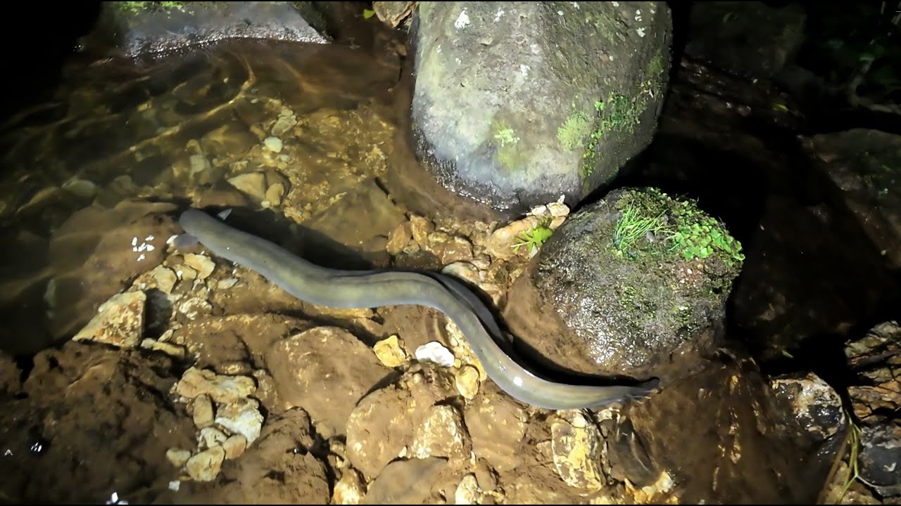 Eel Feeding 21 Nov 2025 - YouTube