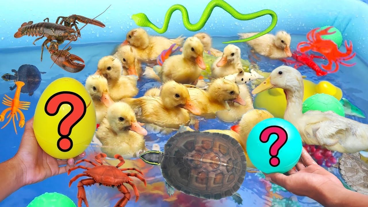 collection of cute duck animals, smart ducks, swimming ducks, happy ...