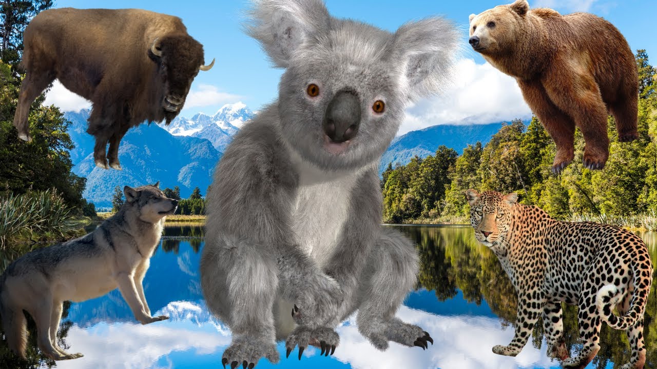fun animal sounds - koala, lemur, leopard, crocodile, wolf, hyena ...