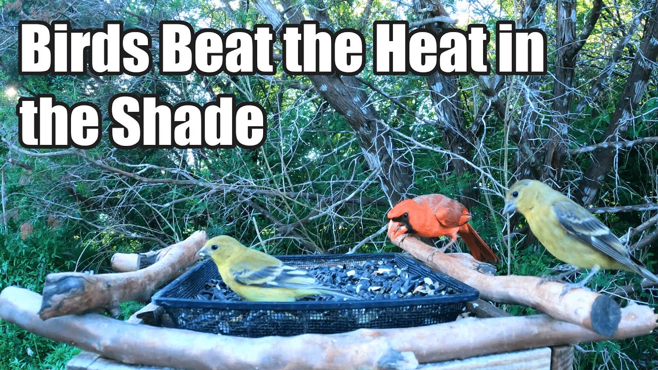 Birds beat the heat in the shade at the feeder - YouTube