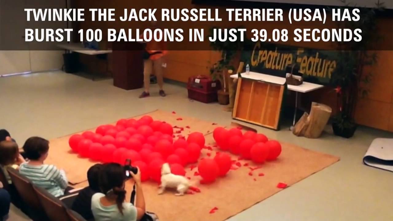 Dog sets world record for popping balloons - YouTube