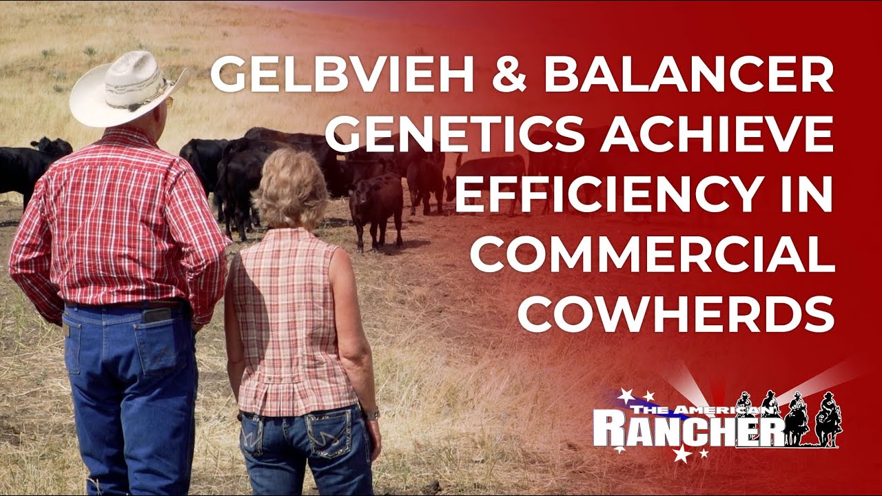 Gelbvieh & Balancer Genetics Achieve Efficiency in Commercial Cowherds ...