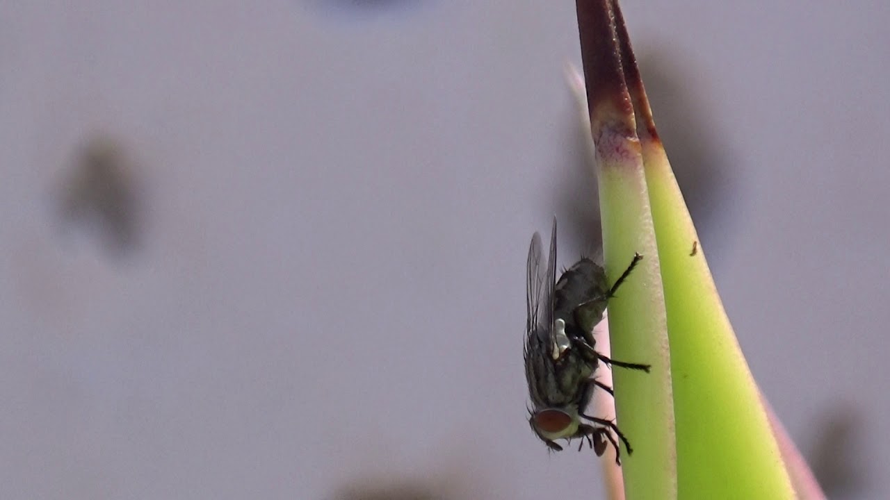 Proboscis Of Fly - YouTube