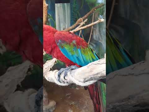 Popuqaylar, Bakı Zooloji Park, gozel menzere yeni maraqli quşlar ( mutleq izleyin )