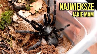 Moje NAJWIĘKSZE ptaszniki ☠️  C. minax- Thai big black + KOKON