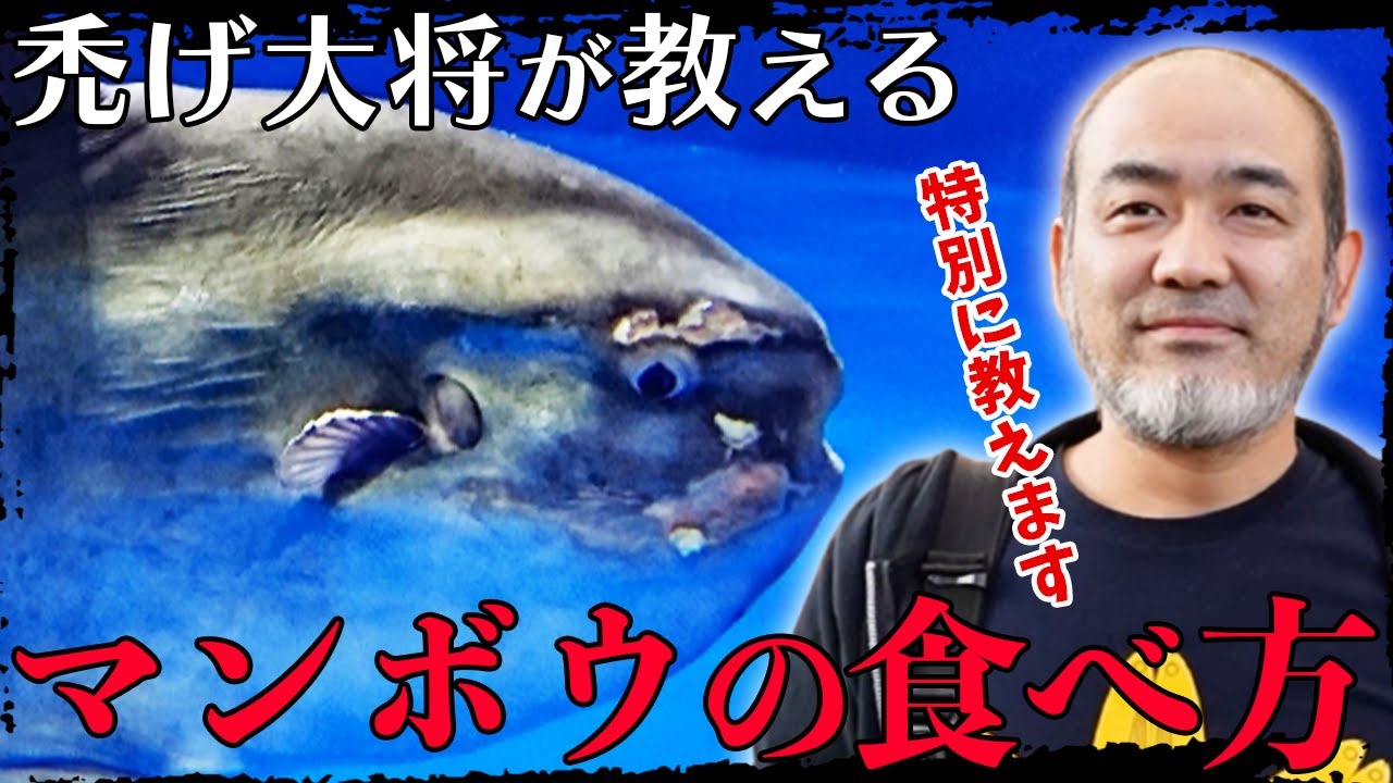 【驚愕】え！？マンボウって食べれるの！？禿げ大将が教える美味しいマンボウの食べ方講座 - YouTube