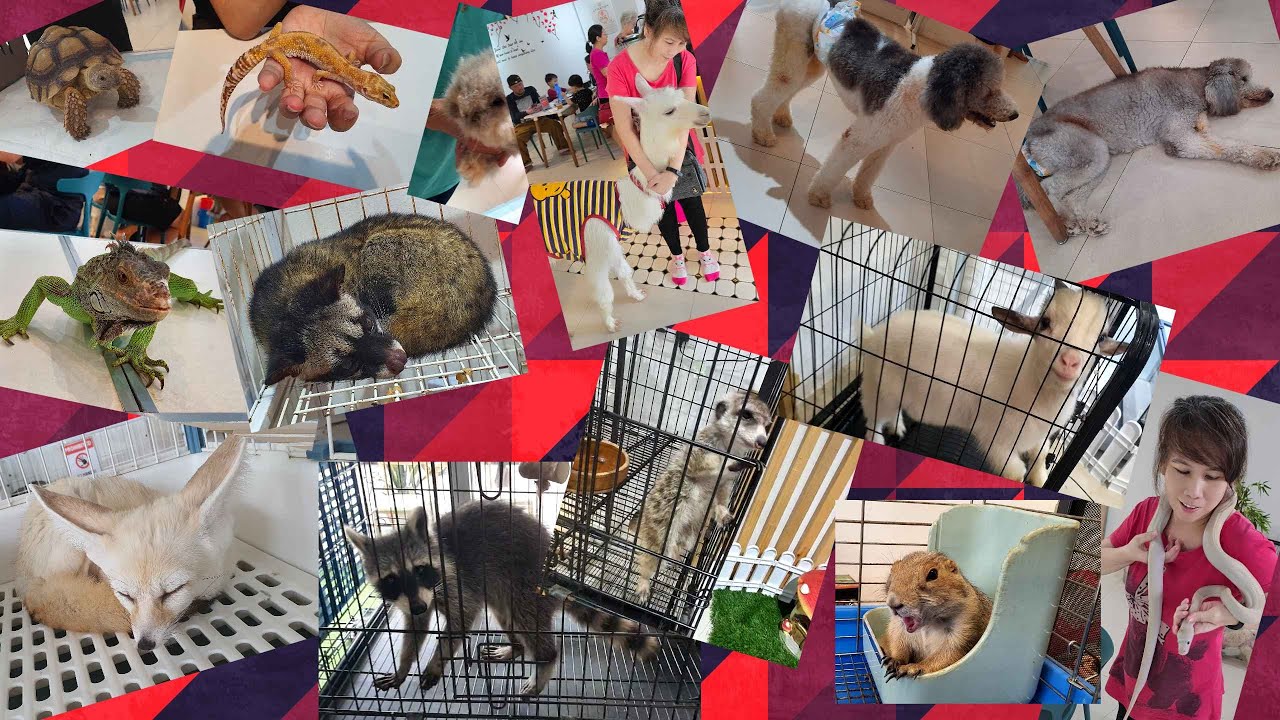 Leisure lunch at Furrito Haus Cafe and Pet Mart, Taman Equine (01.09. ...