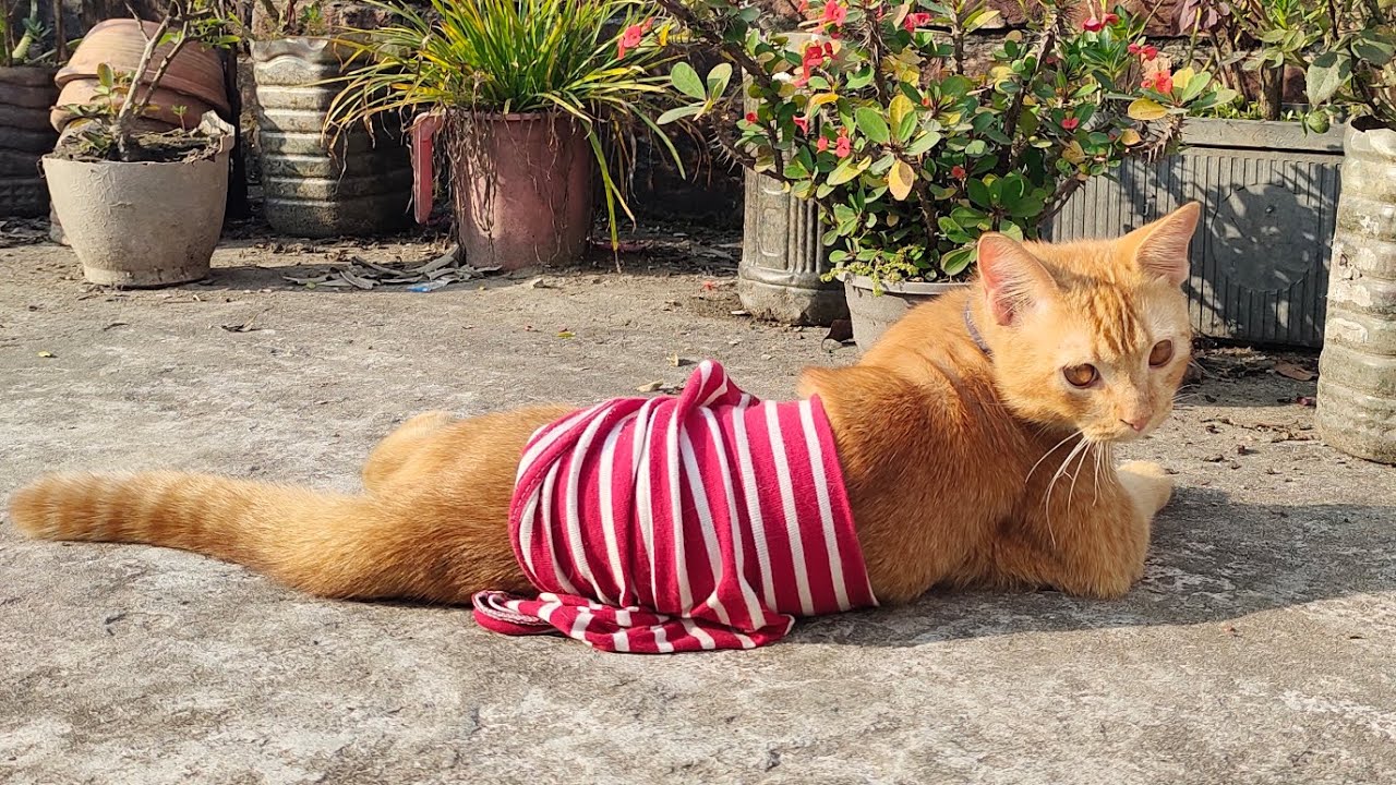 cat long video| cat sound| cat meowing sound|Funny baby video| viral ...