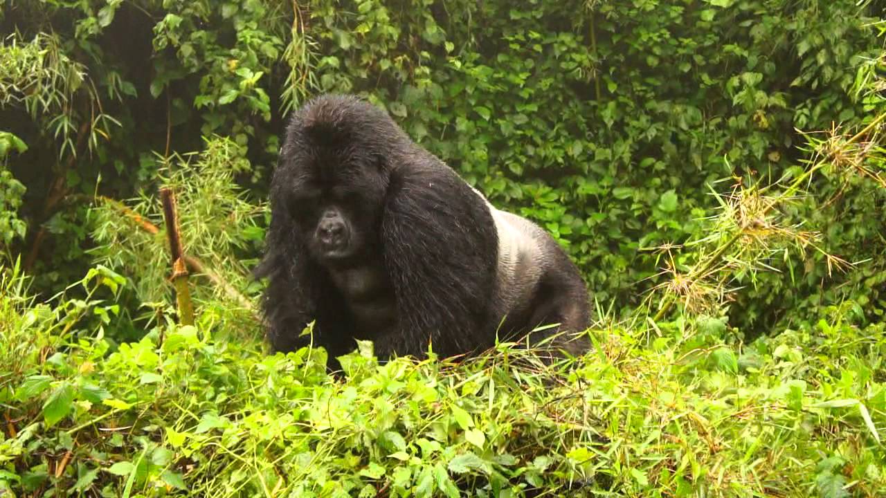 Rwanda gorilla Guhonda - YouTube