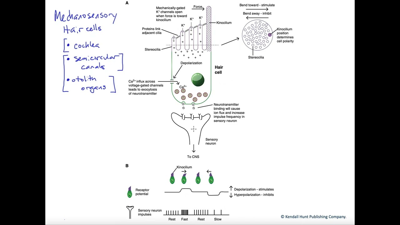 Hair cells - YouTube