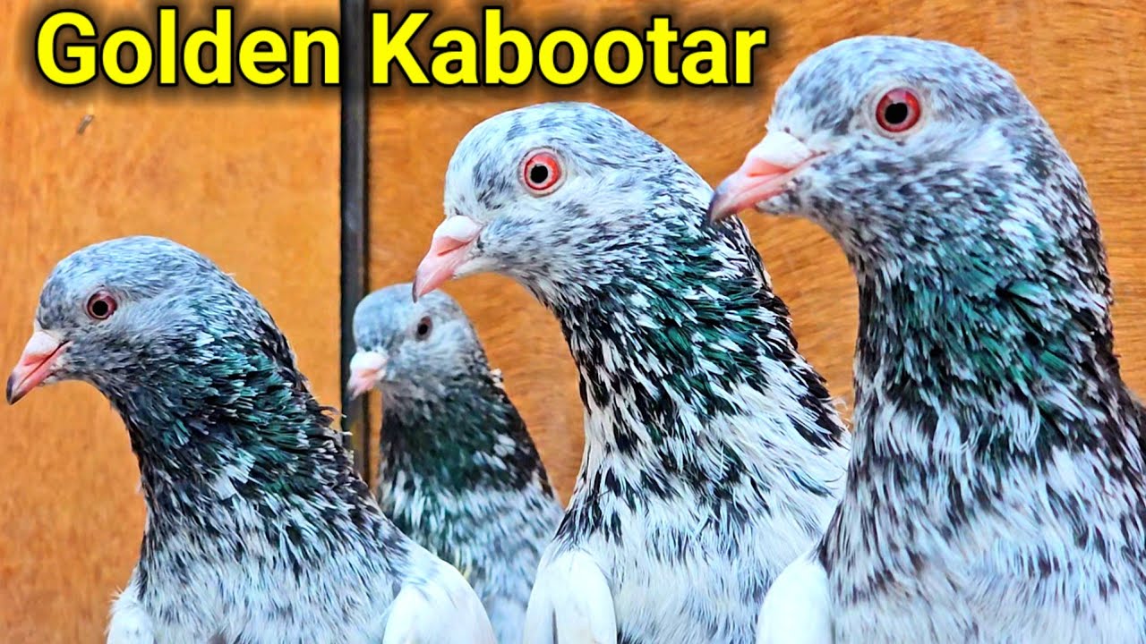 Golden Kabootar | Teddy Kabootar | Azhar Bhai Parbhani |Dab wale ...