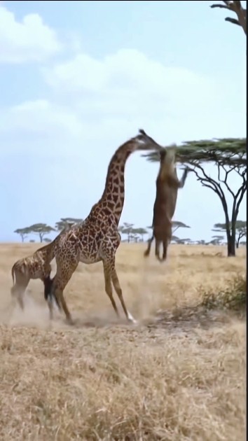 kutte aur bich animal AI from video Instagram - YouTube