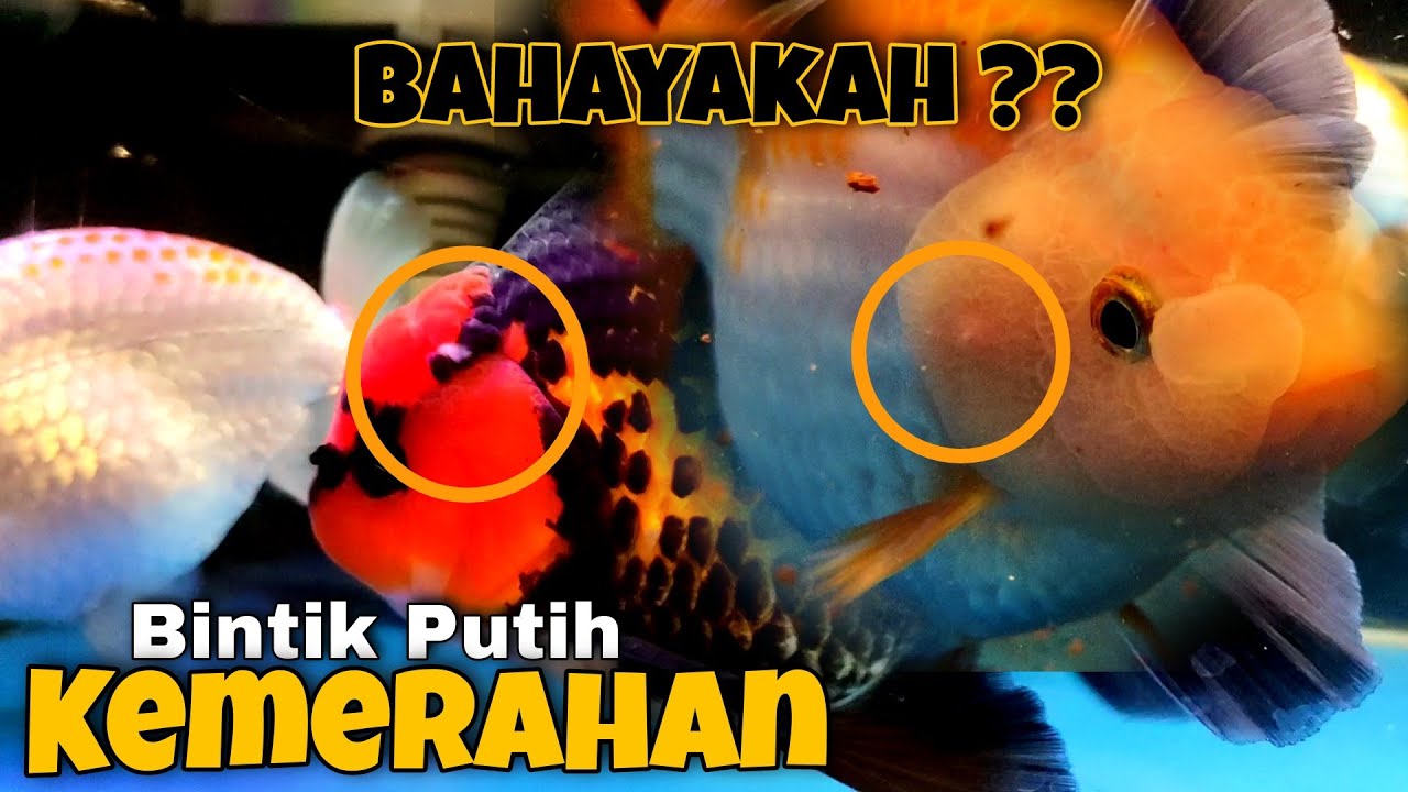 BINTIK KEMERAHAN PADA JAMBUL IKAN MAS KOKI - INI SEBUAH SINYAL UNTUK ...