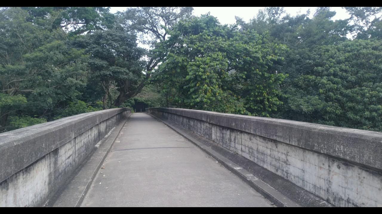 University of peradeniya akbar bridge #shorts - YouTube
