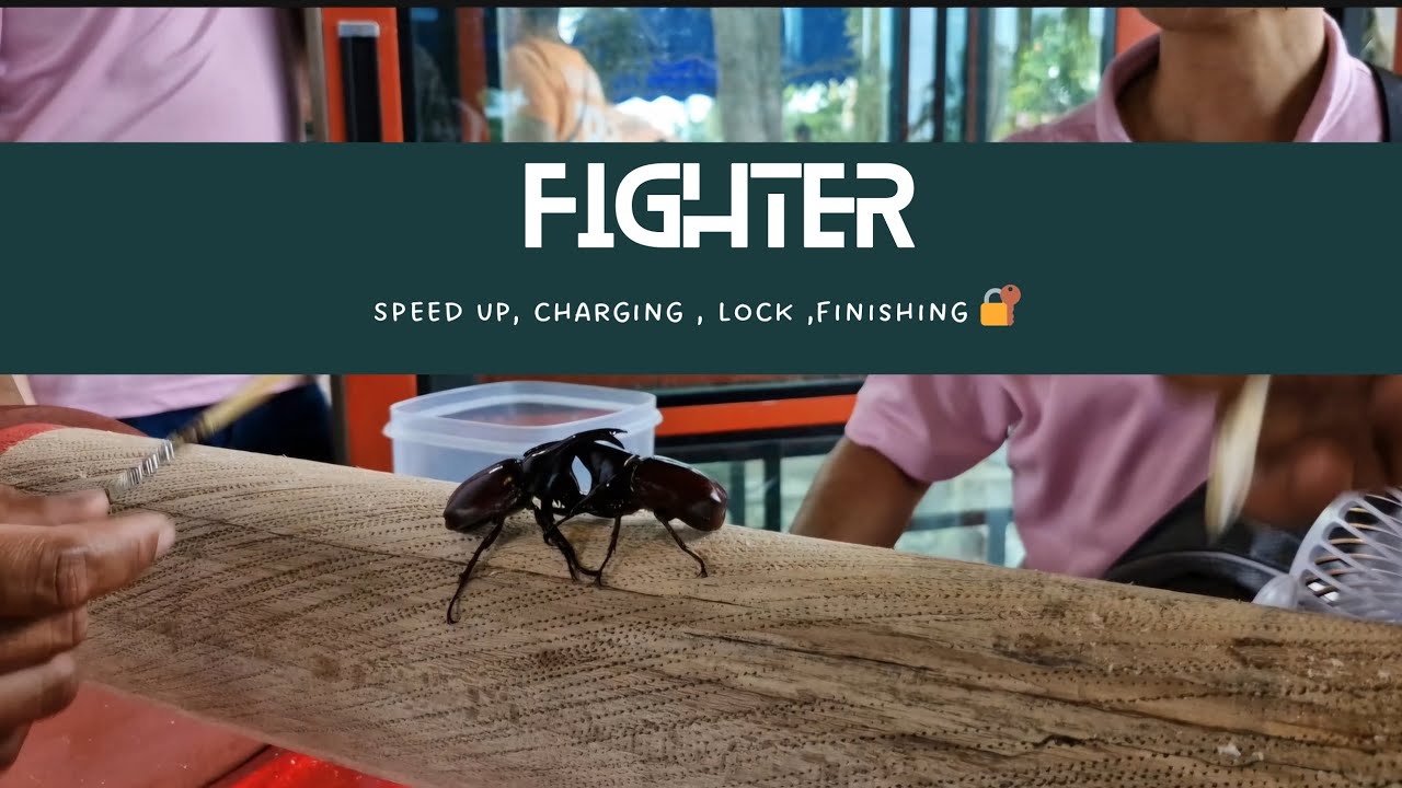 ชิง 110,000 สนามดอยสะเก็ด สุดมันส์ #beetle #กว่างชน #แมลง #insects # ...