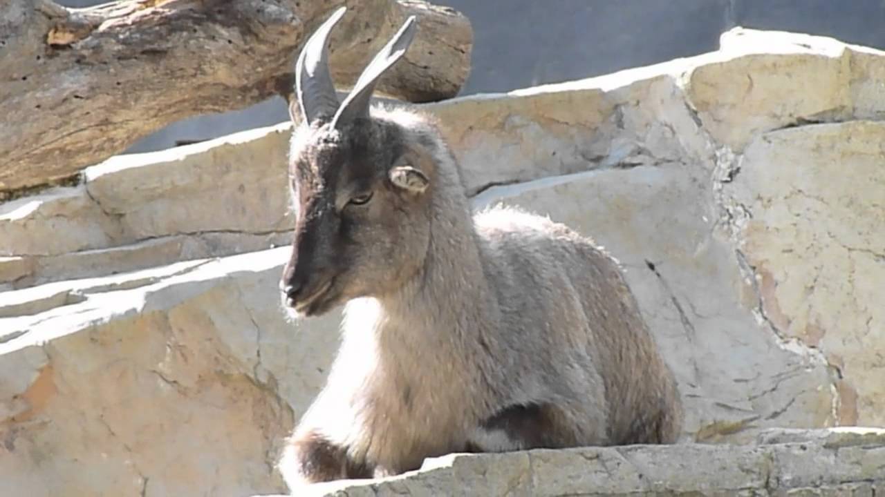 CENTRAL CHINESE GORAL - YouTube