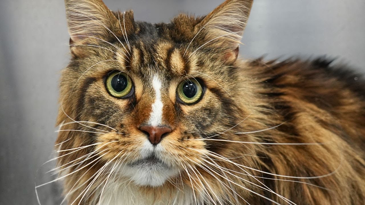 Today I Wrestled A 30 Pound Maine Coon Cat - YouTube