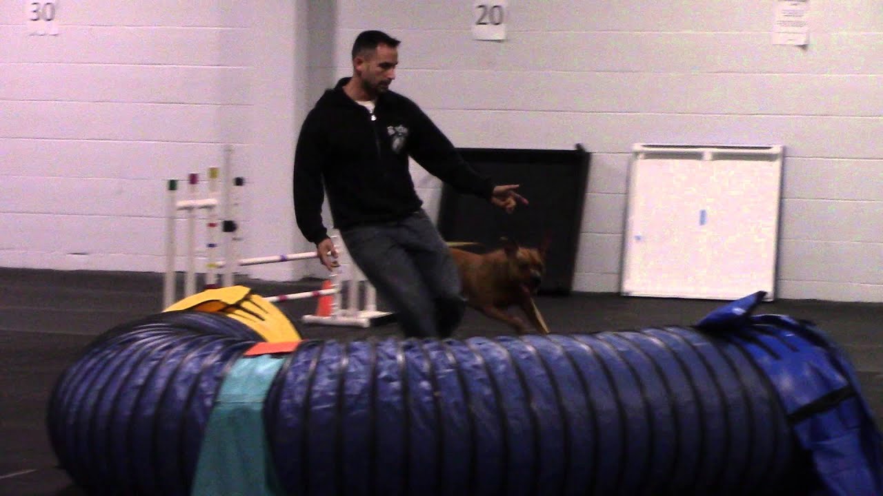 Rocky the pit bull agility dog cpe standard level C 12/13/15 - YouTube