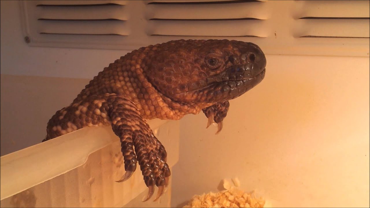 Beaded lizard relaxing in the hot tub (Heloderma horridum) - YouTube