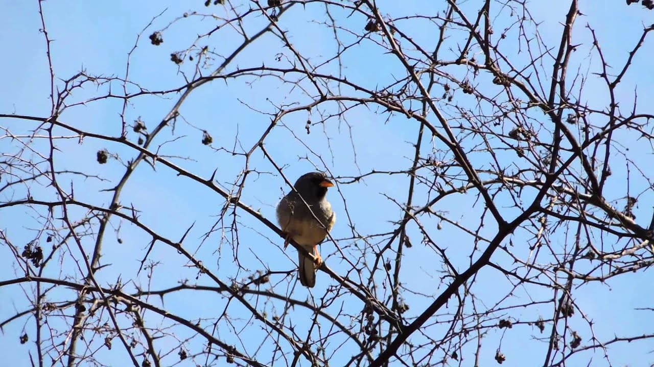 Incaspiza pulchra "Great Inca-Finch" - Chao - Trujillo - YouTube