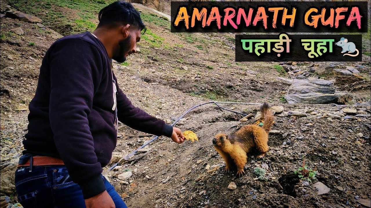 🔴Live 🚩अमरनाथ गुफा पर इतना बड़ा पहाड़ी चूहा🐀 | amarnath yatra 2025 ...