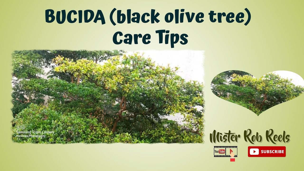 Bucida plant care tips - YouTube