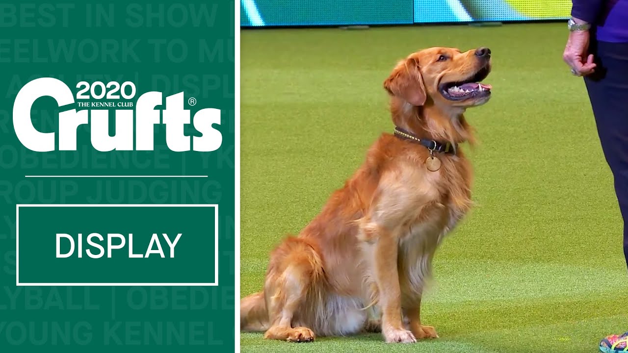 Fun Activities For You And Your Dog Dog Activities Display At Crufts fun-activities-for-you-and-your-dog-dog-activities-display-at-crufts