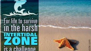 Intertidal Zone Animals Plants and Important Facts