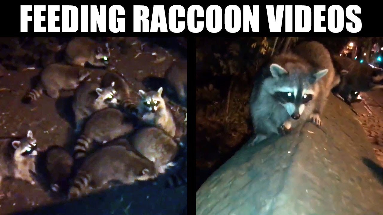 Feeding raccoons by Russian tourist | Raccoon Videos - YouTube