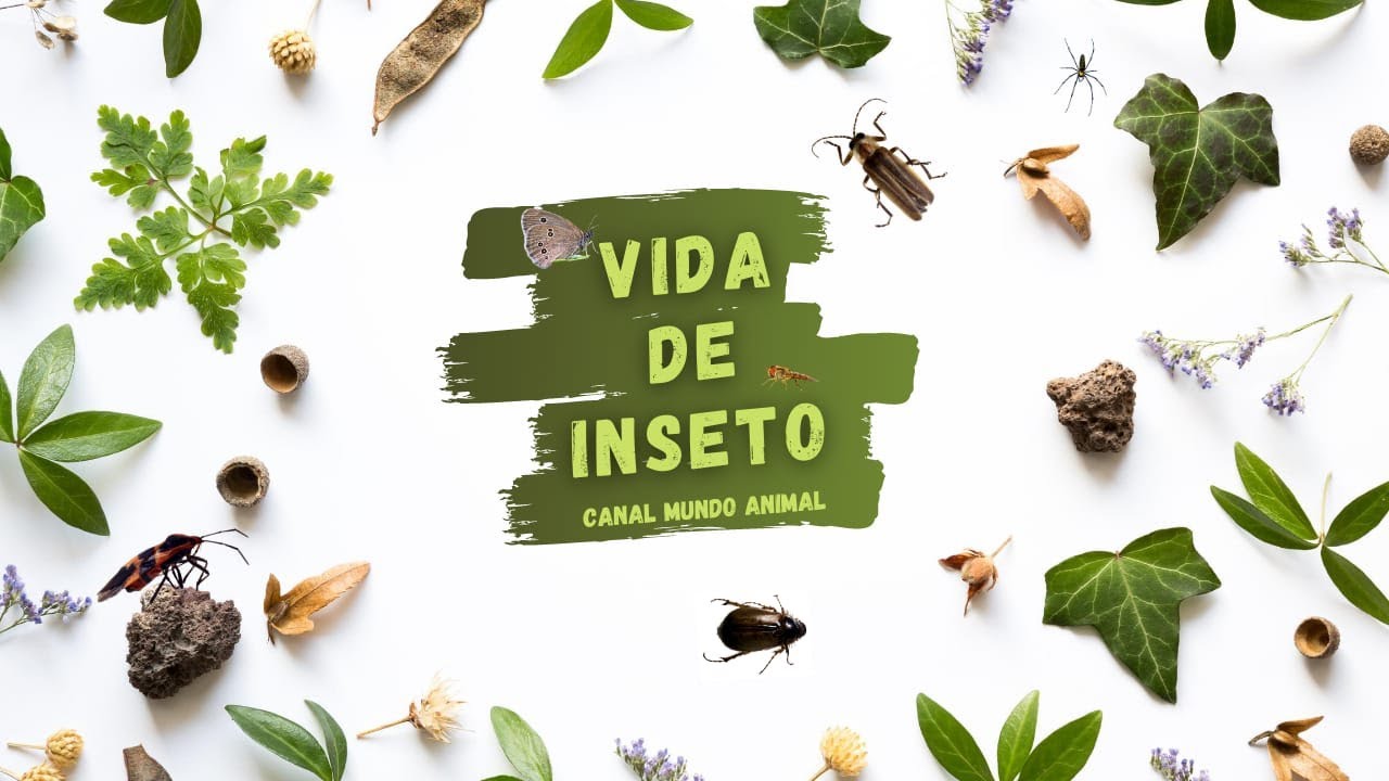 EFEMERÓPTEROS | VIDA DE INSETO 01 - YouTube