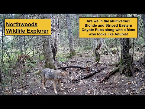 Striped Eastern Coyotes and a dog that looks like Anubis! Are we in the ...