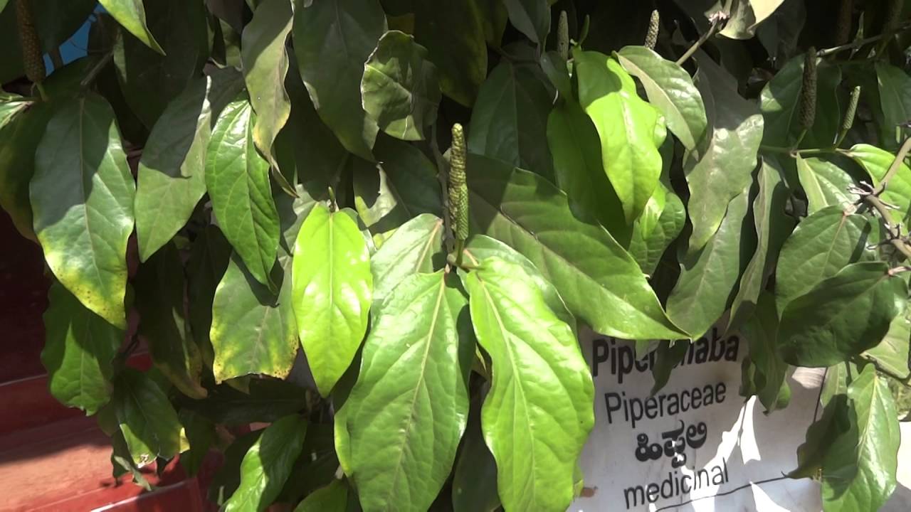 Piper chaba,a member of pepper family - YouTube