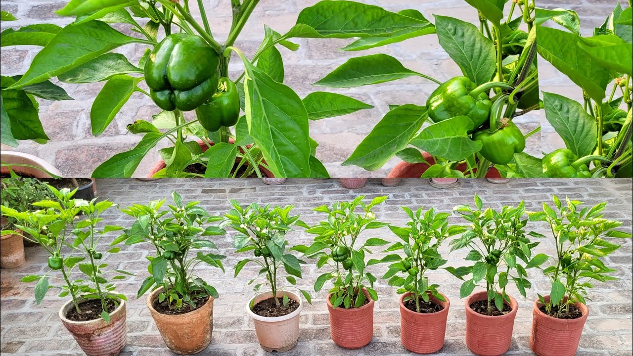 छोटे गमलों में खेतों जैसी Organic शिमला मिर्च / Capsicum plants growing ...