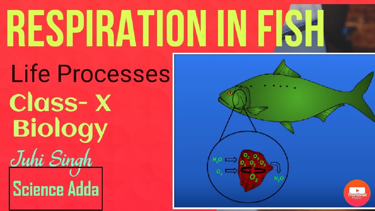 RESPIRATION IN FISH, RESPIRATION IN AQUATIC ANIMALS, LIFE PROCESSES ...