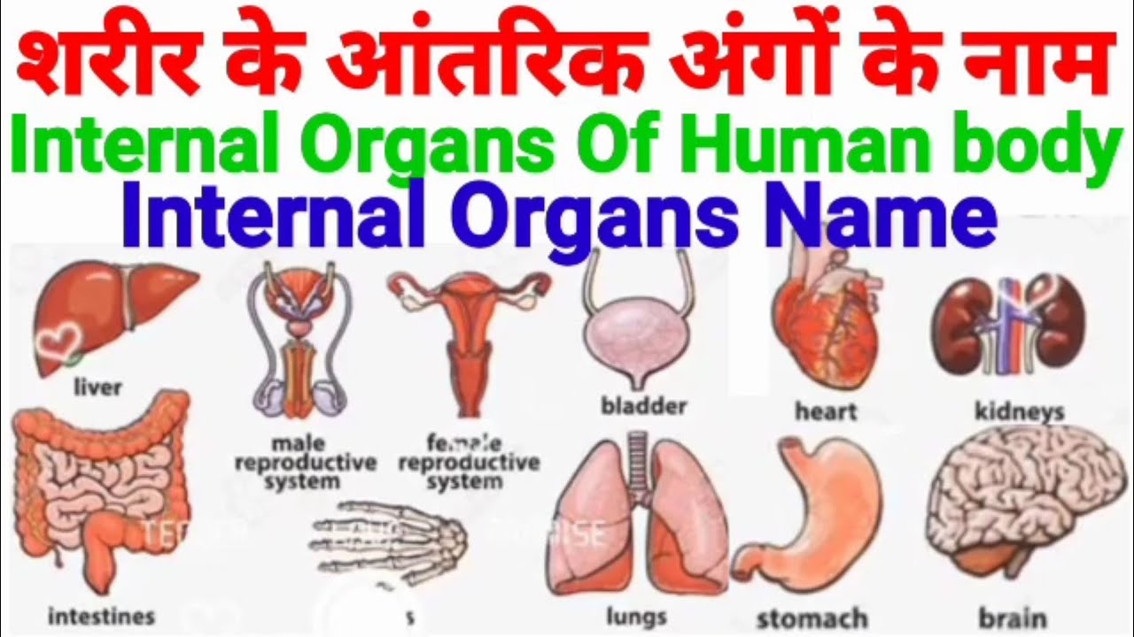 शरीर के आंतरिक अंगों के नाम/Internal Organs Of Human Body/Internal ...
