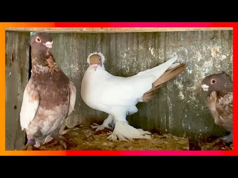 AVARE SÜS GÜVERCİNİ YAKALADIM !!! #güvercin #pigeons #avare