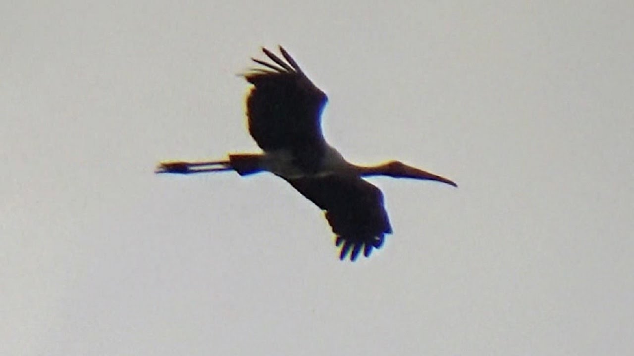 Big Painted stork flying in the hight sky near Kaveri River KRS - YouTube