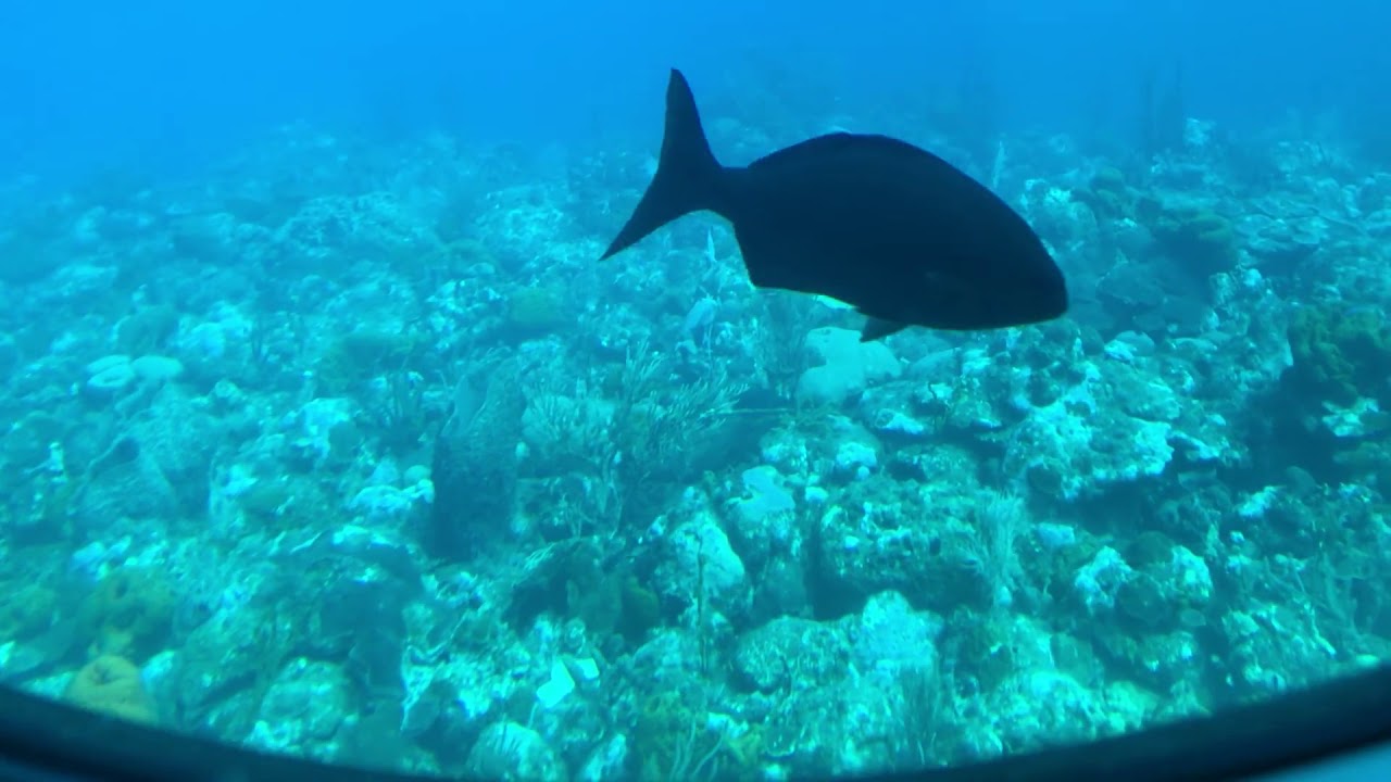 Coral Reef Barbados - YouTube