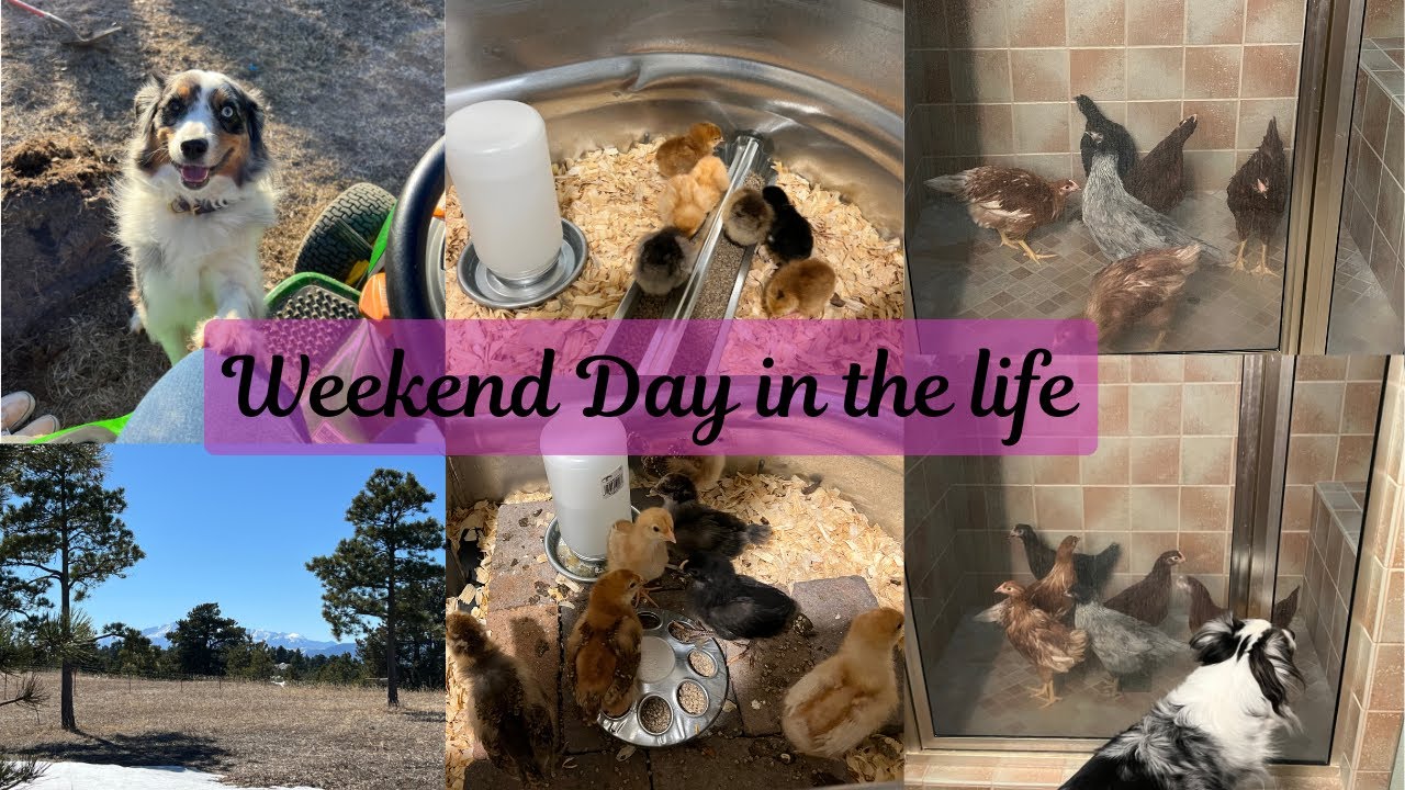 Our chickens first day outside in the coop! - YouTube