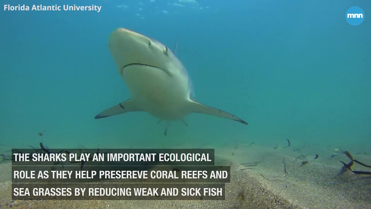 Blacktip Shark Migration in Florida 2018 - YouTube
