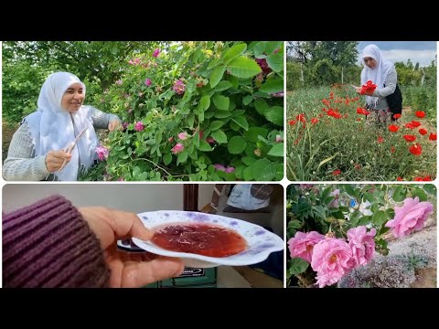 TAM KIVAMINDA DOĞAL EV YAPIMI GÜL REÇELİ NASIL OLUR? | GELİNCİK KARIŞIK ÇİLEK REÇELİ YAPTIM GÜLLER